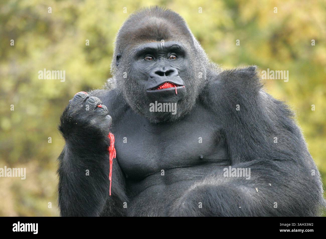 Detroit zoo gorilla hi-res stock photography and images - Alamy