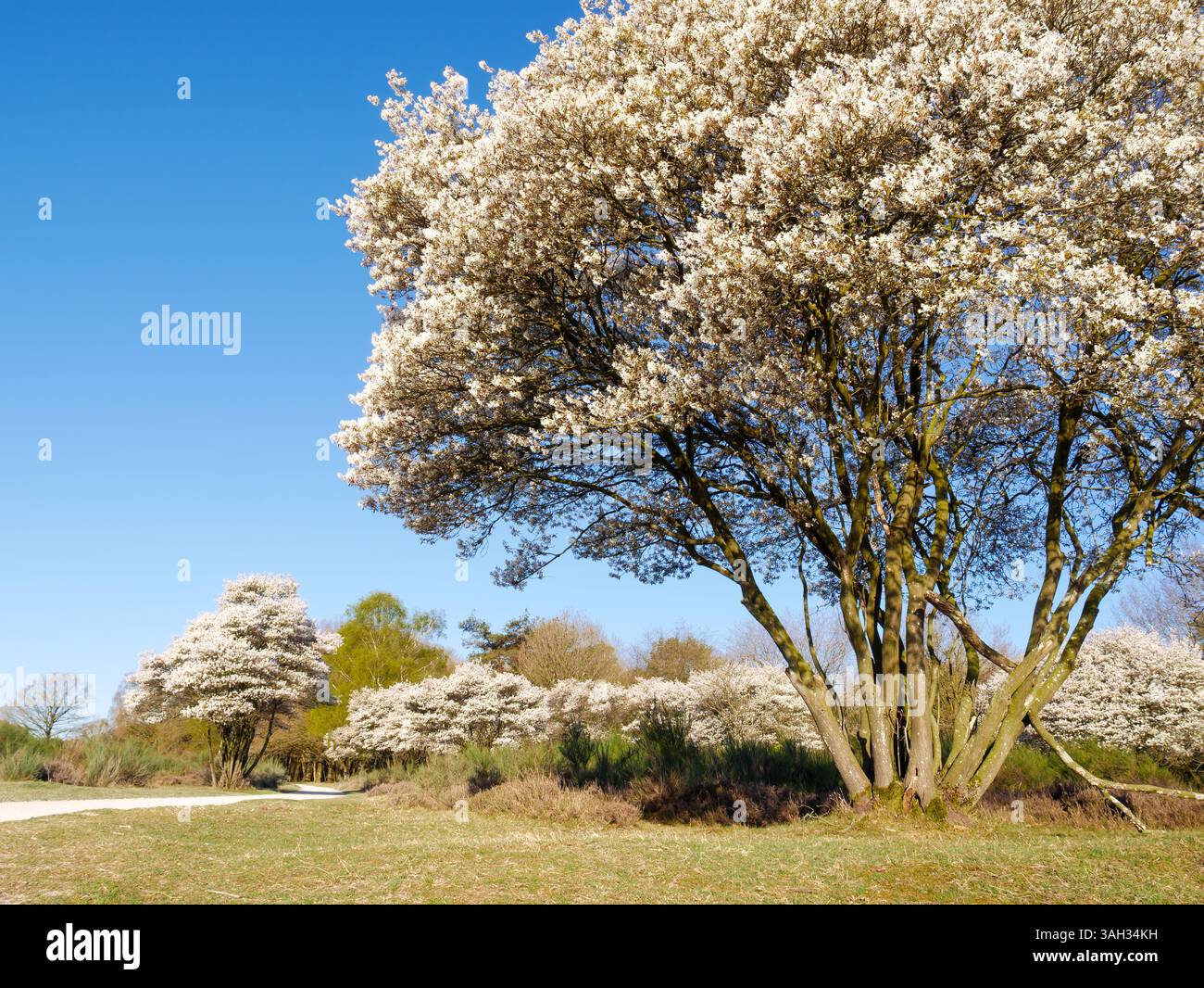 Serviceberry tree, Amelanchier lamarkii, blooming in spring in nature ...