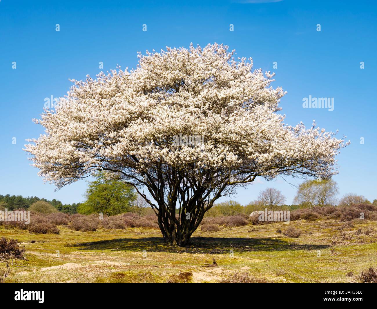 Serviceberry tree, Amelanchier lamarkii, blooming in spring in nature ...