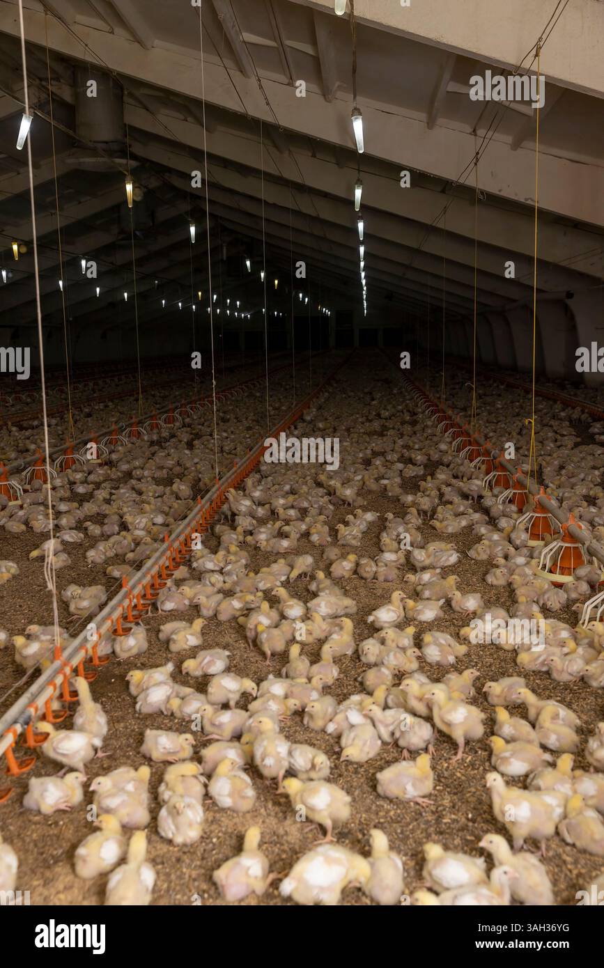 chickens in a poultry farm, small chickens in down and feathers during ...