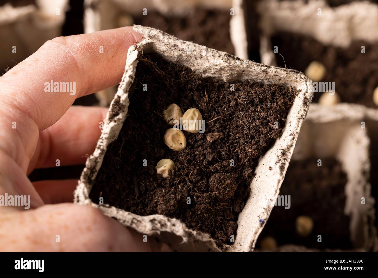 pots with soil and pea seeds , planting dried pea grains in fertile ...
