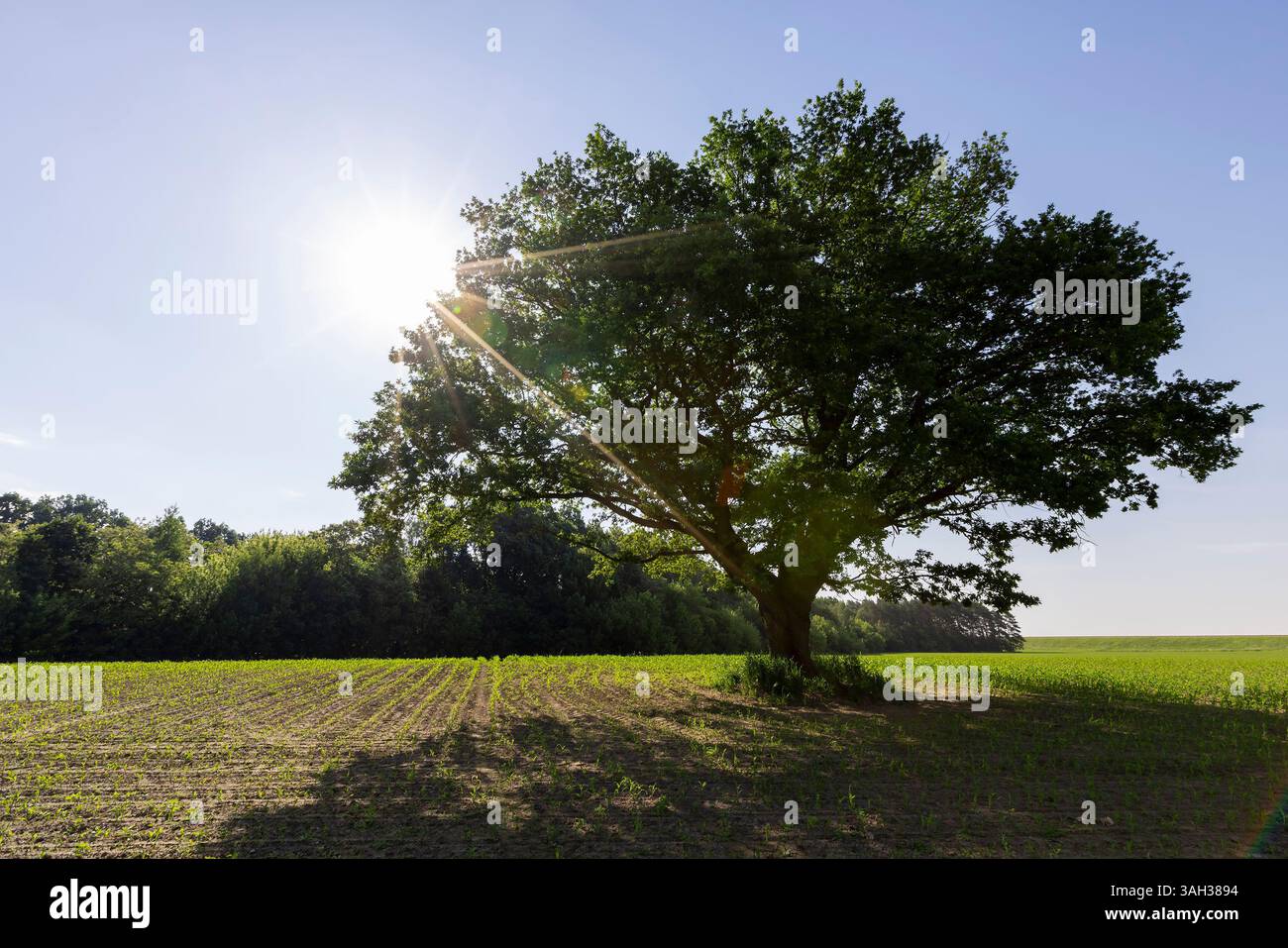 the only one oak tree in a green cornfield with young sweet corn plants ...