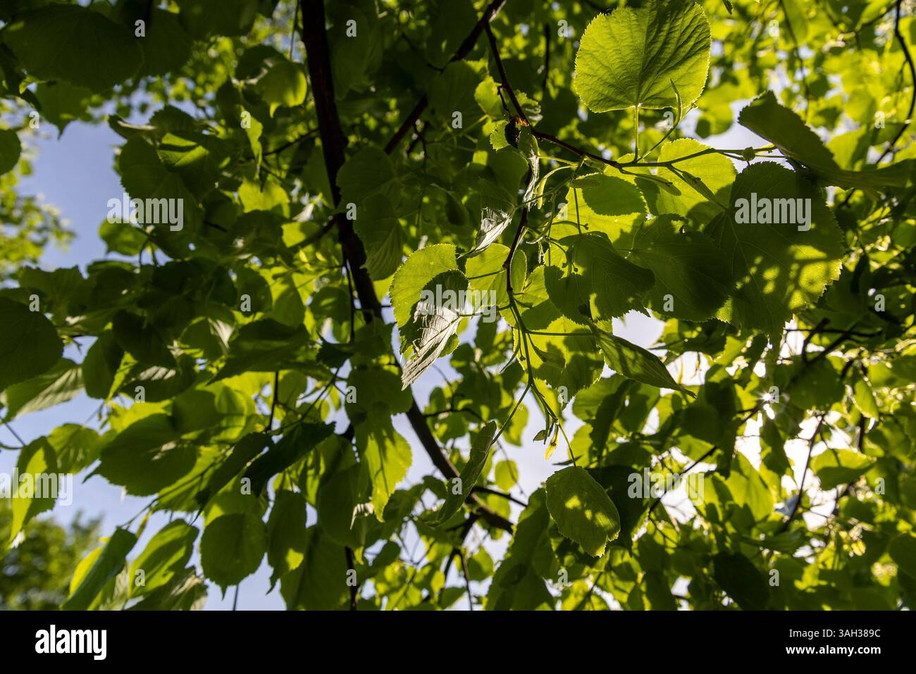 green new foliage of a linden tree in sunny weather, part of a linden ...