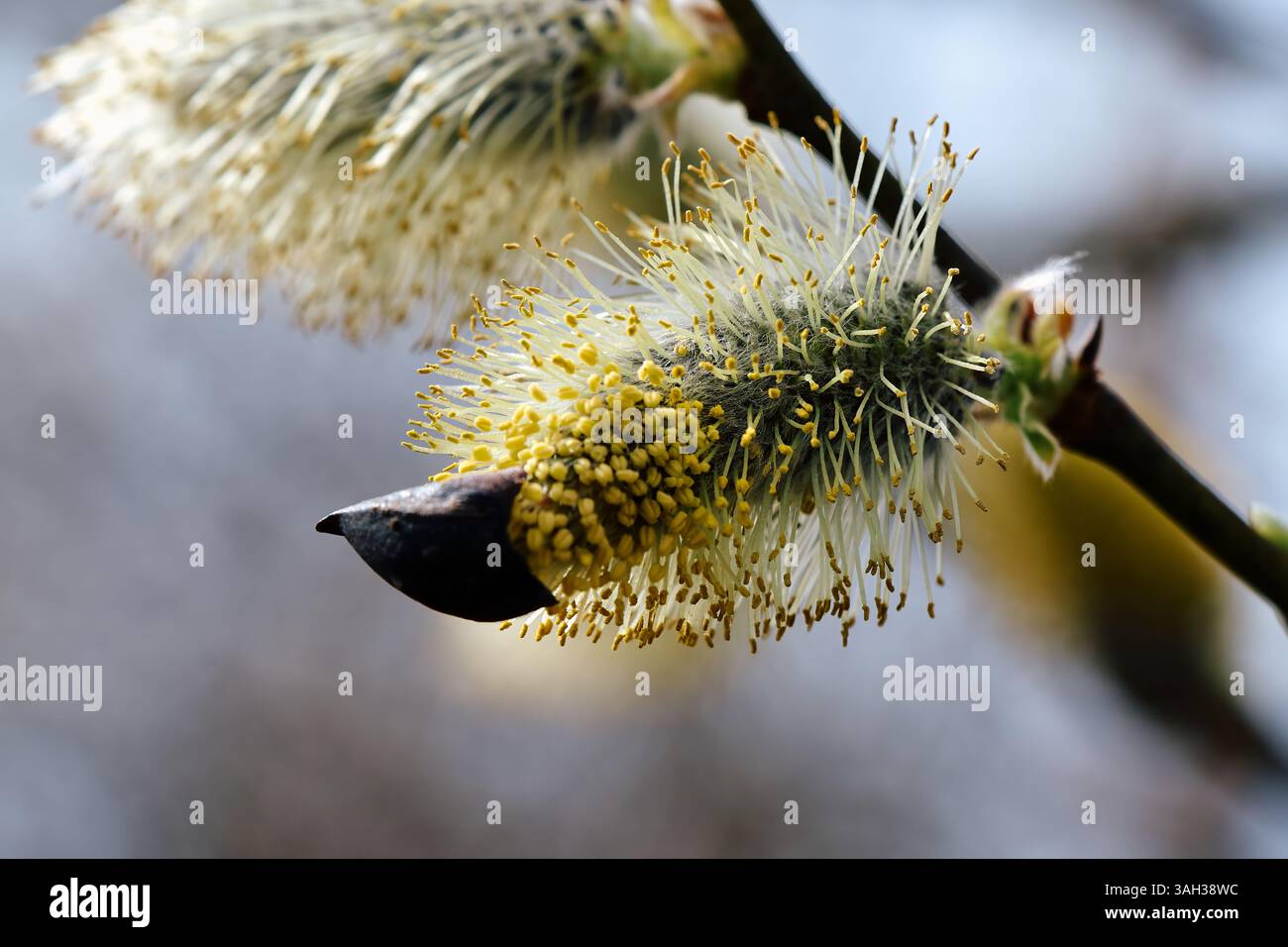Downy willow hi-res stock photography and images - Alamy