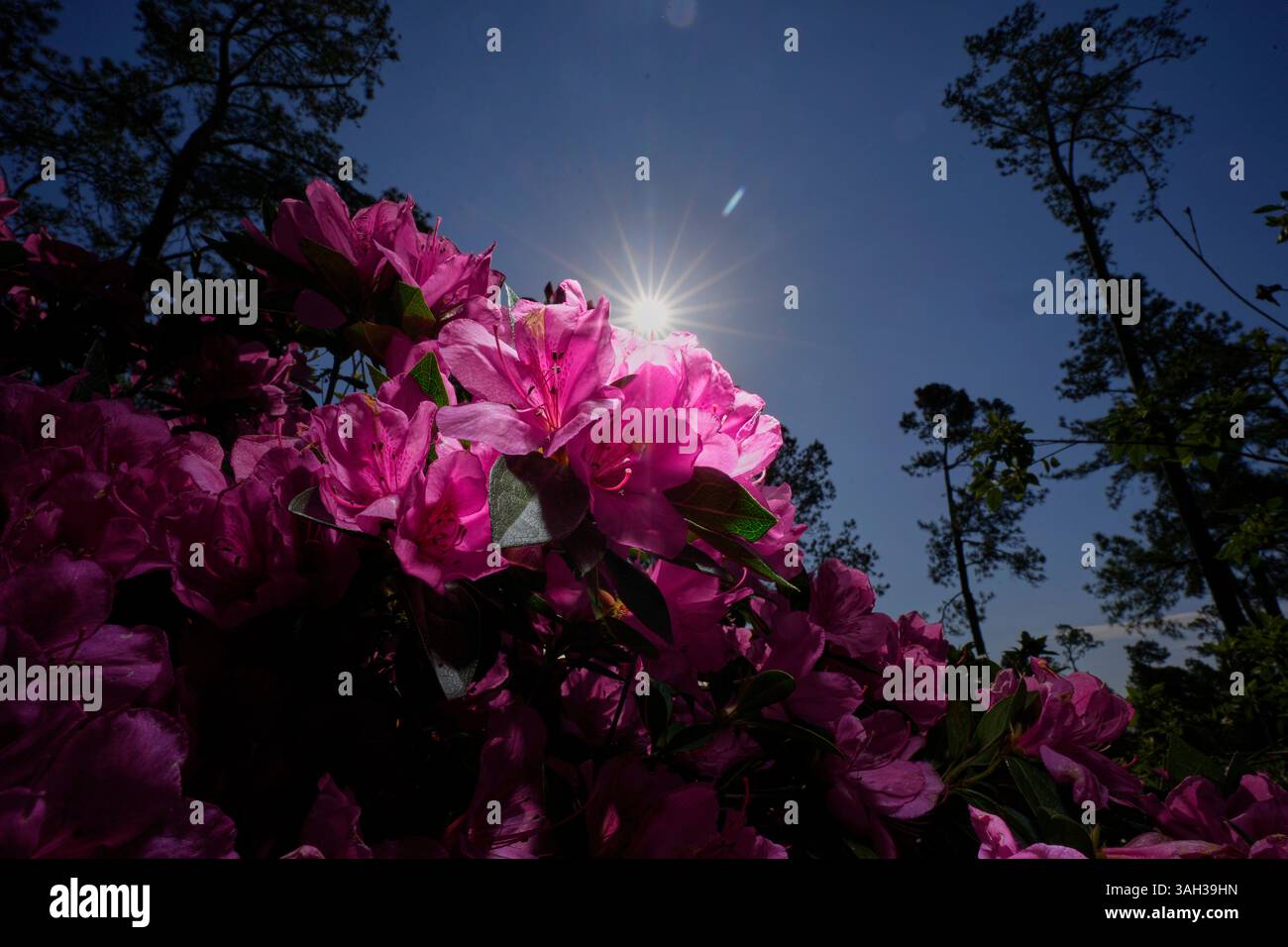 Azaleas line the fairway on the eighth hole during a practice around at ...