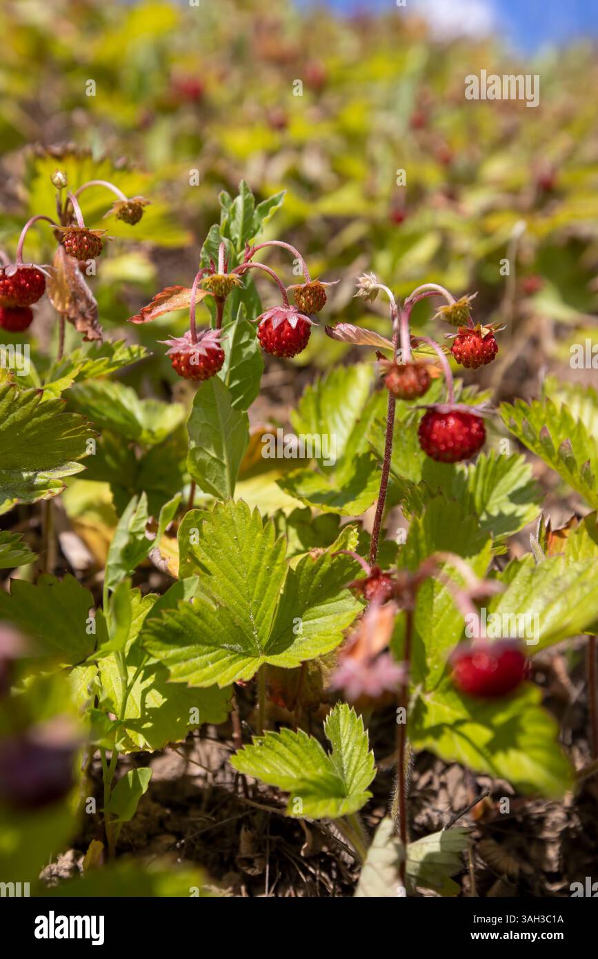 Strawberry bushes small sweet hi-res stock photography and images - Alamy