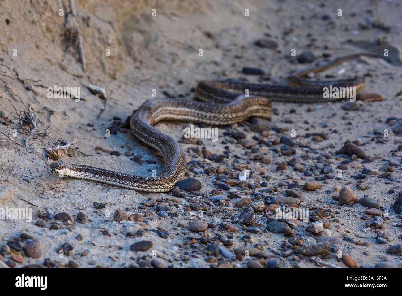Culebra ratonera hi-res stock photography and images - Alamy