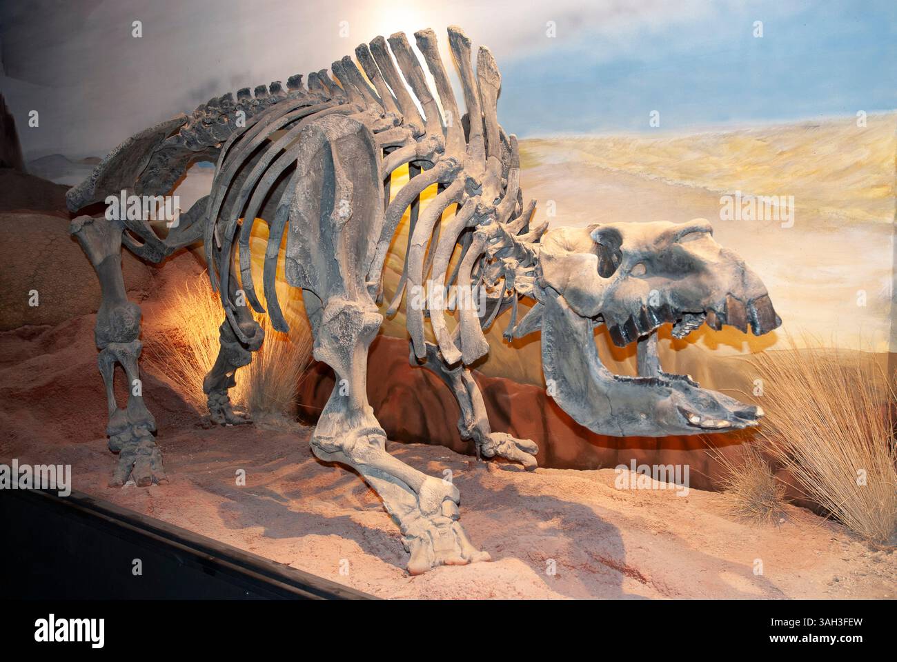 Toxodon bones hi-res stock photography and images - Alamy