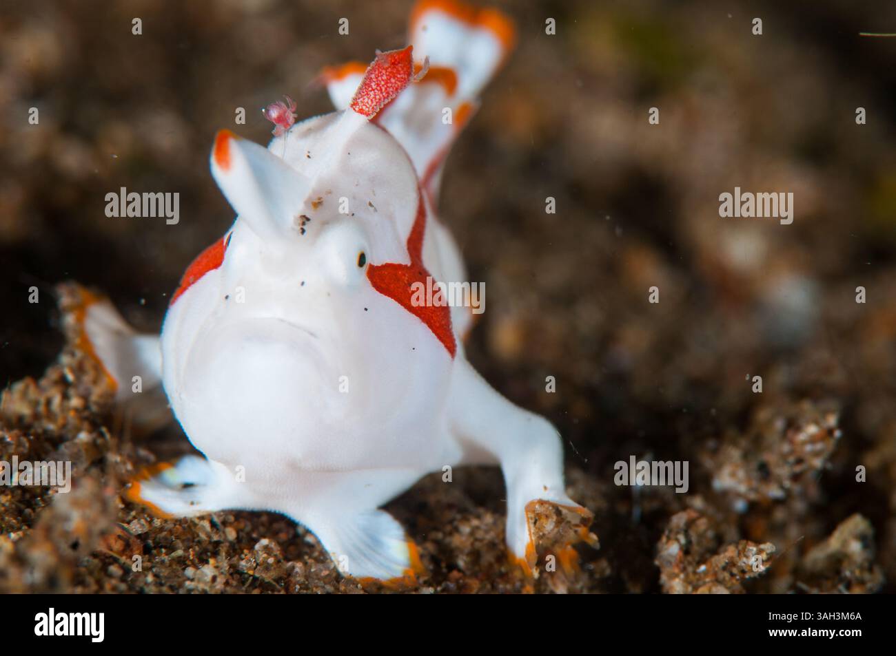 April 12, 2010 - Philippines - A clown frogfish in Dauin, Philippines ...