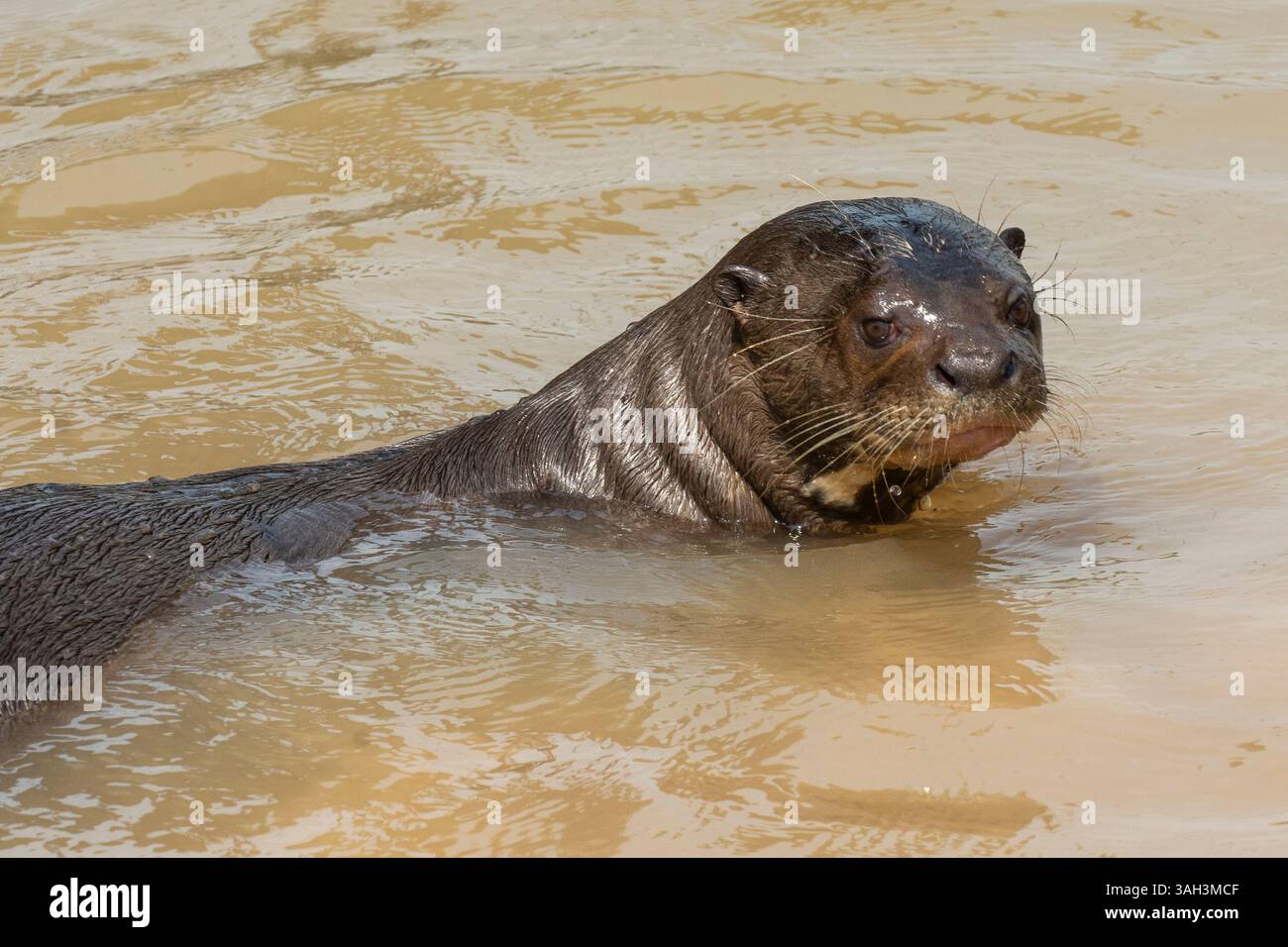 Giant river otter ,Pteronura brasiliensis, Endangered specie,Cuiabá ...