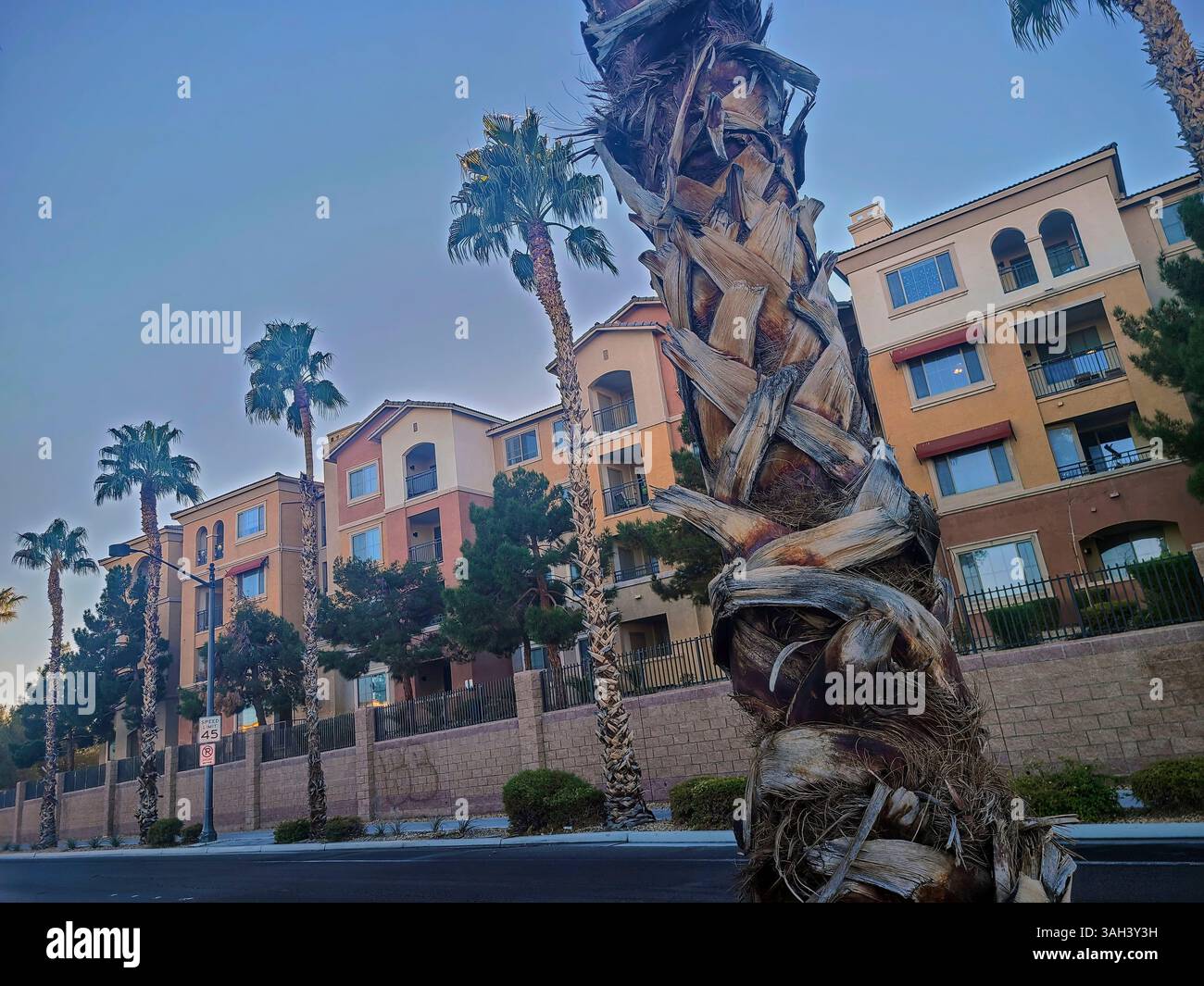 Urban Palm Trees and Modern Apartments Low Angle View in Las Vegas ...