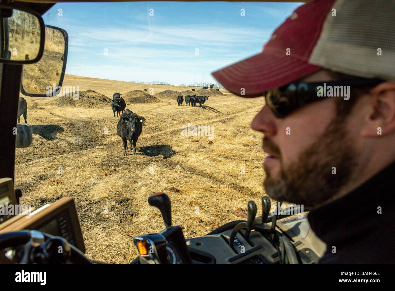 Aaron Johnson of Johnson Organic Farms feeds his cows at his farm, on ...