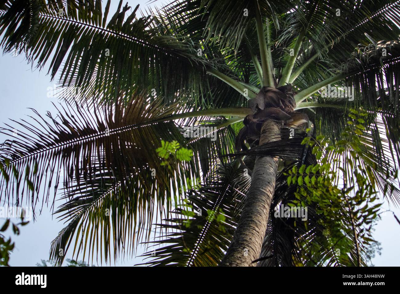 A lush palm tree viewed from below, showcasing its sprawling canopy ...