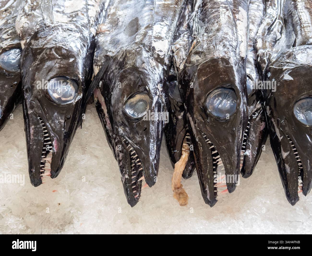 Black Scabbard fish, Aphanopus carbo on a fish stall in the farmers ...
