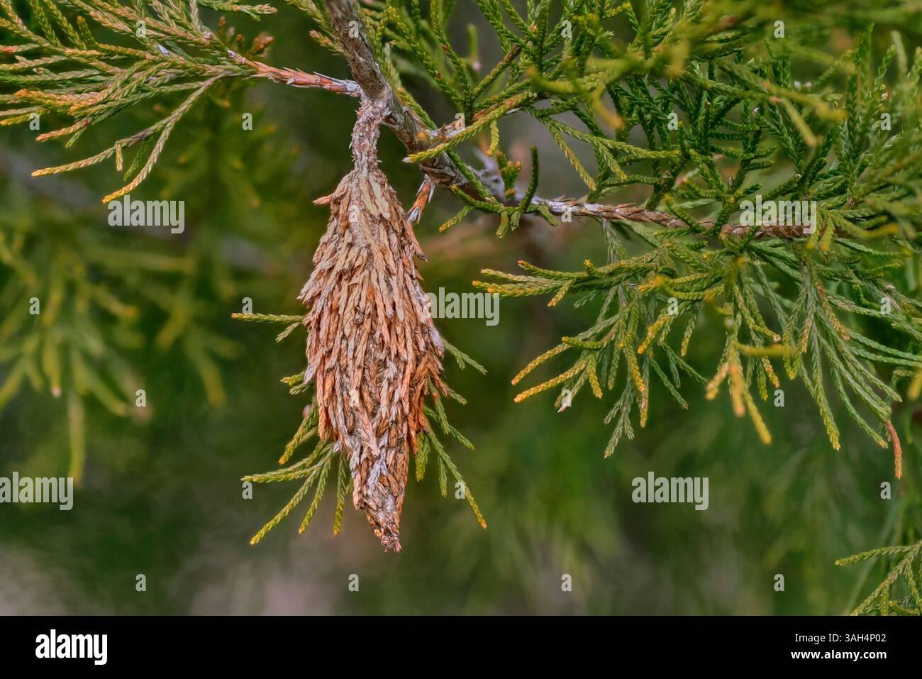 Bagworm. Cocoon of Evergreen Bagworm moth (Thyridopteryx ...