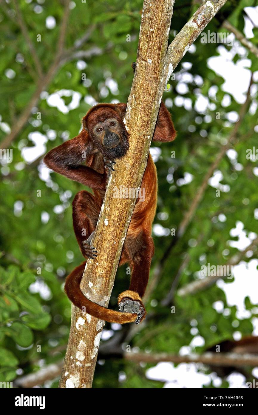 March 8, 2006 - Red Howler Monkey, alouatta seniculus, Adult standing ...