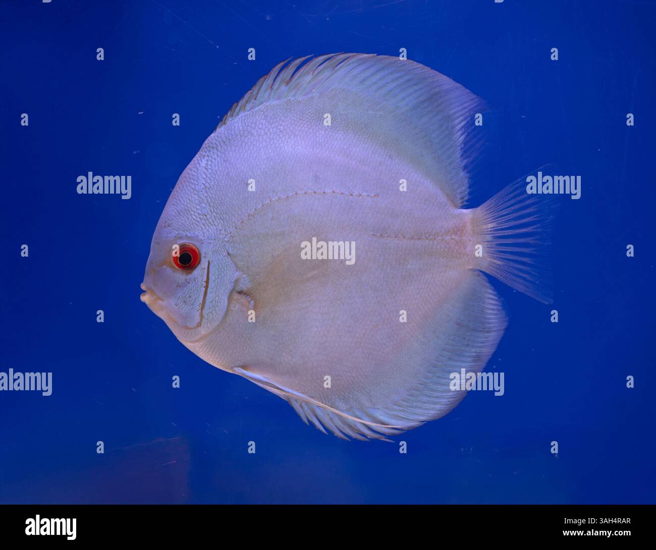 Symphysodon discus in front of white background Stock Photo - Alamy