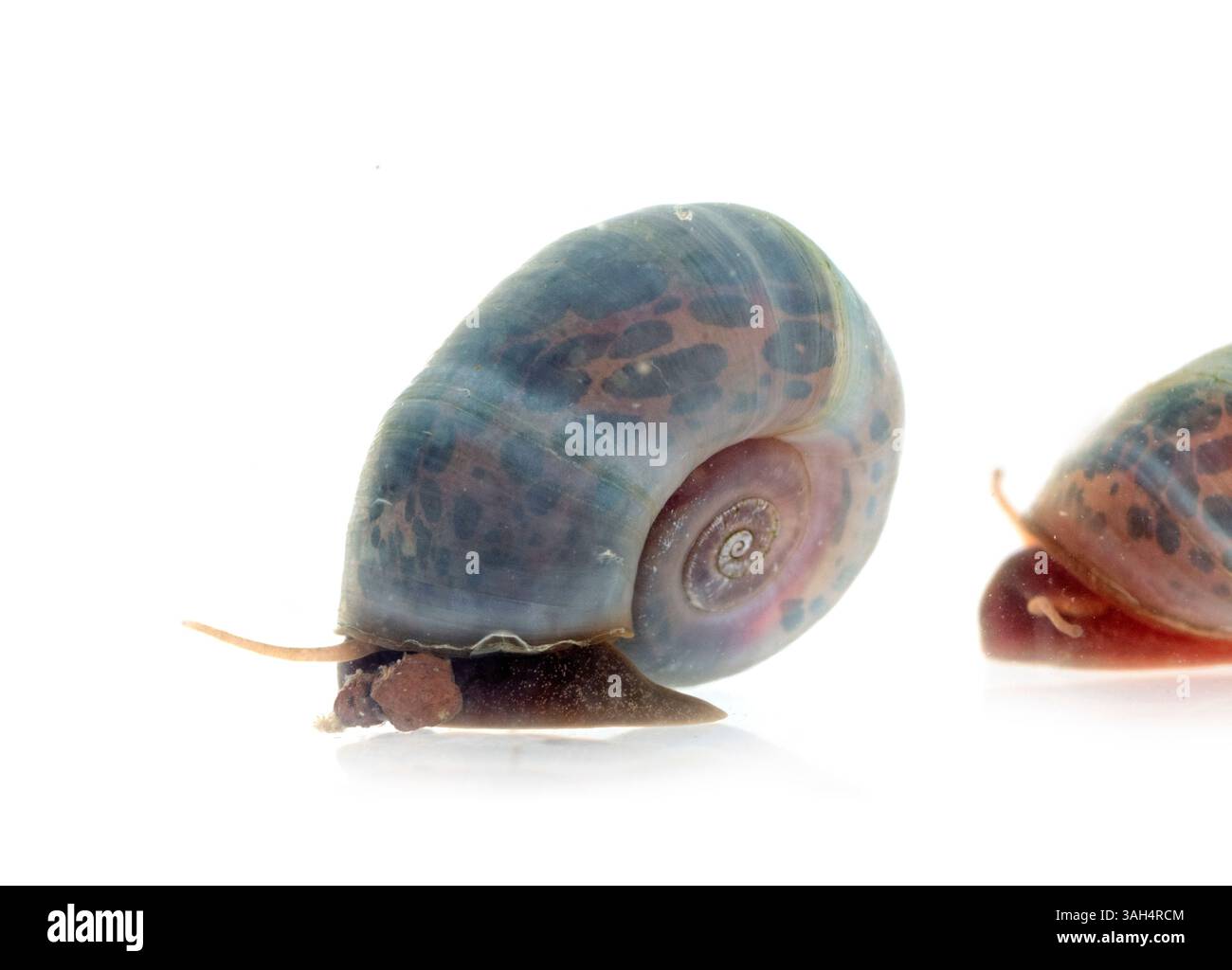 ramshorn snails in front of white background Stock Photo - Alamy