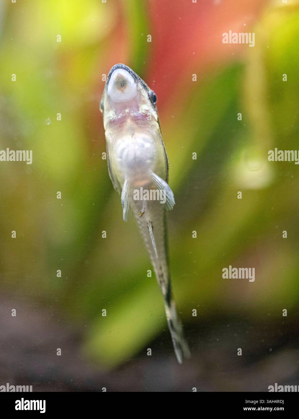 young Macrotocinclus in front of white background Stock Photo - Alamy