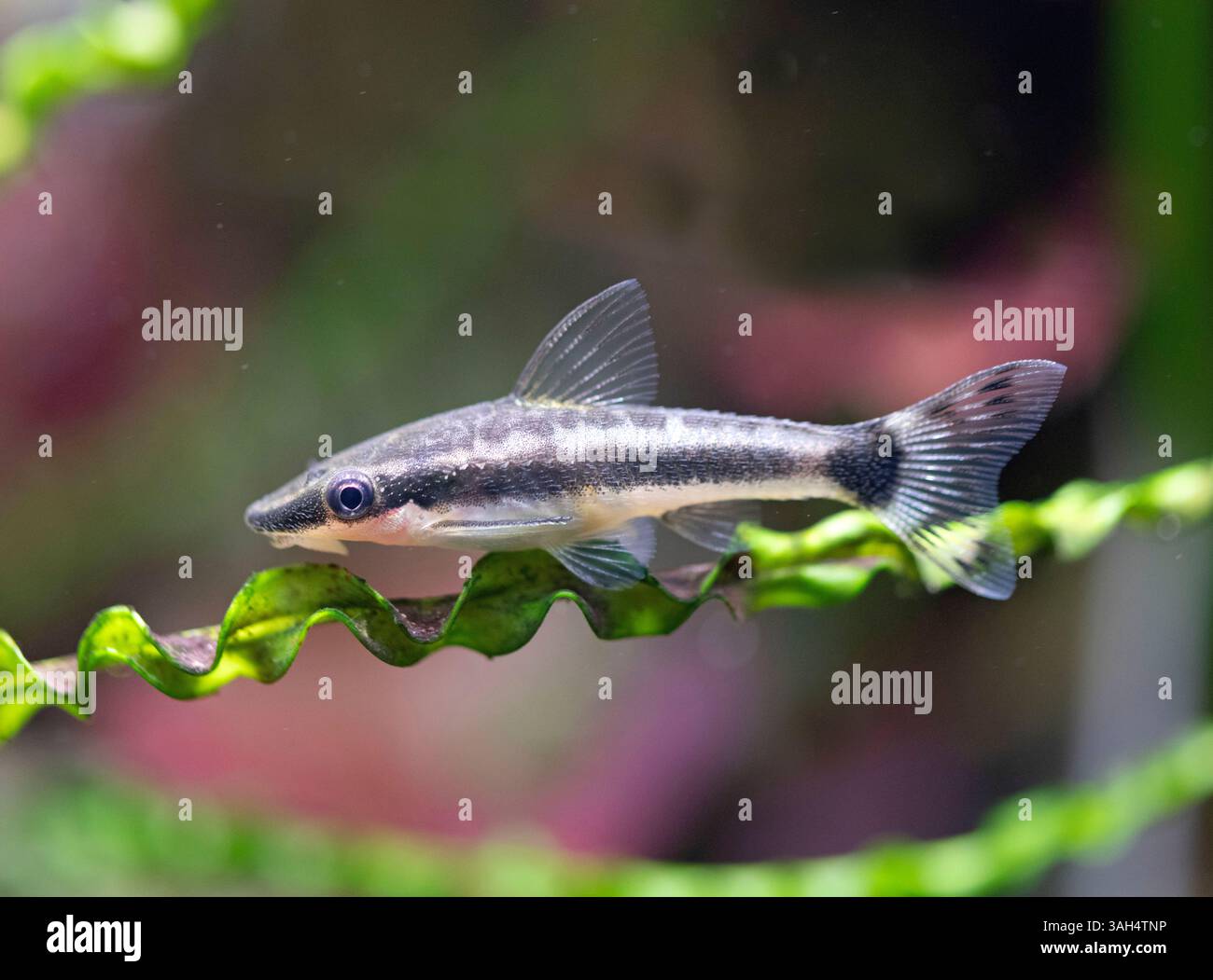 Formerly otocinclus affinis hi-res stock photography and images - Alamy