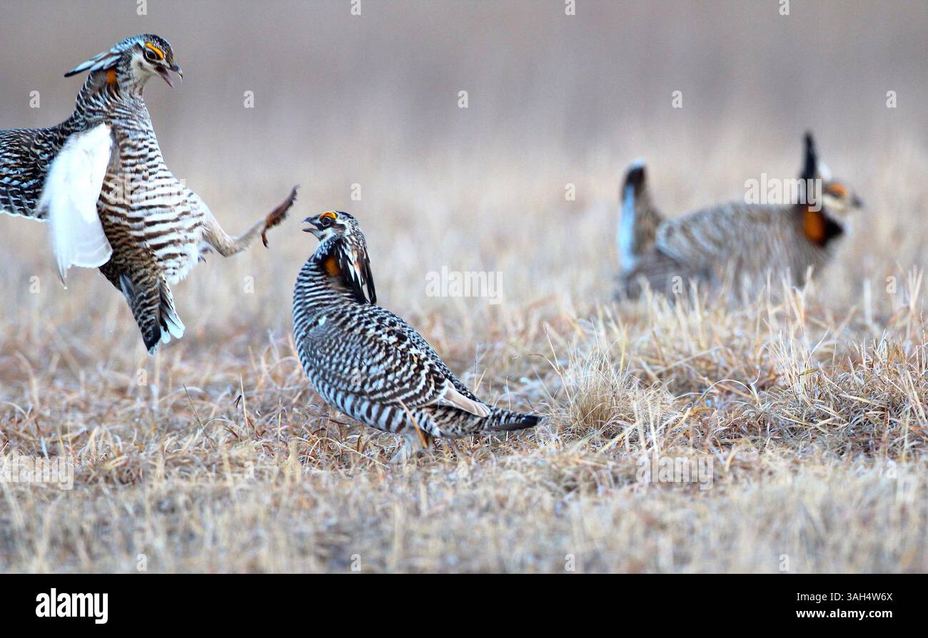 April 1, 2015 - Plover, WI, USA - Two male prairie chickens spar while ...
