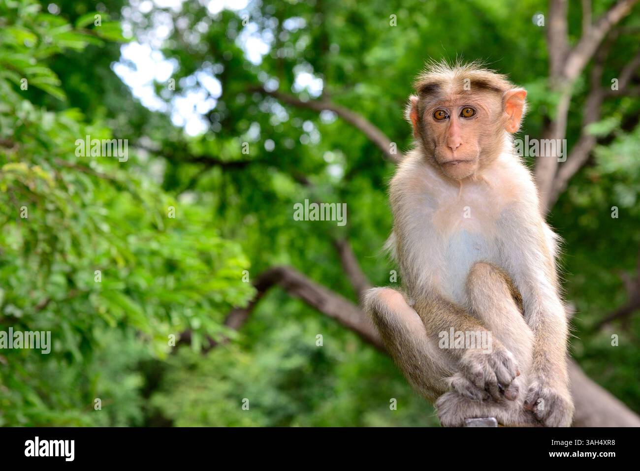 Macaque (Macaca radiata) in Chinnar, Idukki, Kerala, India Stock Photo ...
