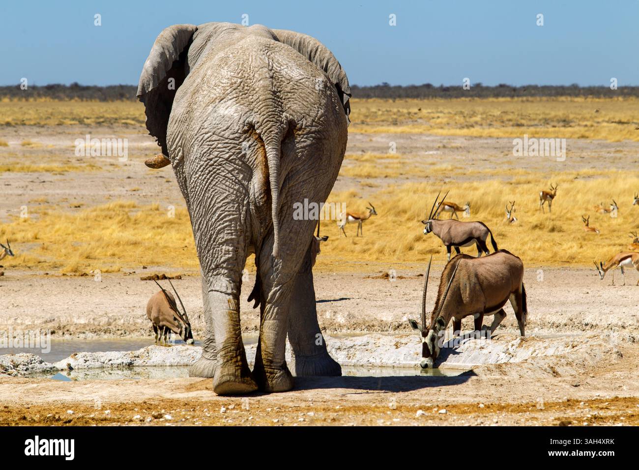 Elephant, springboks and gemsbok sharing Nebrowni waterhole, Etosha ...