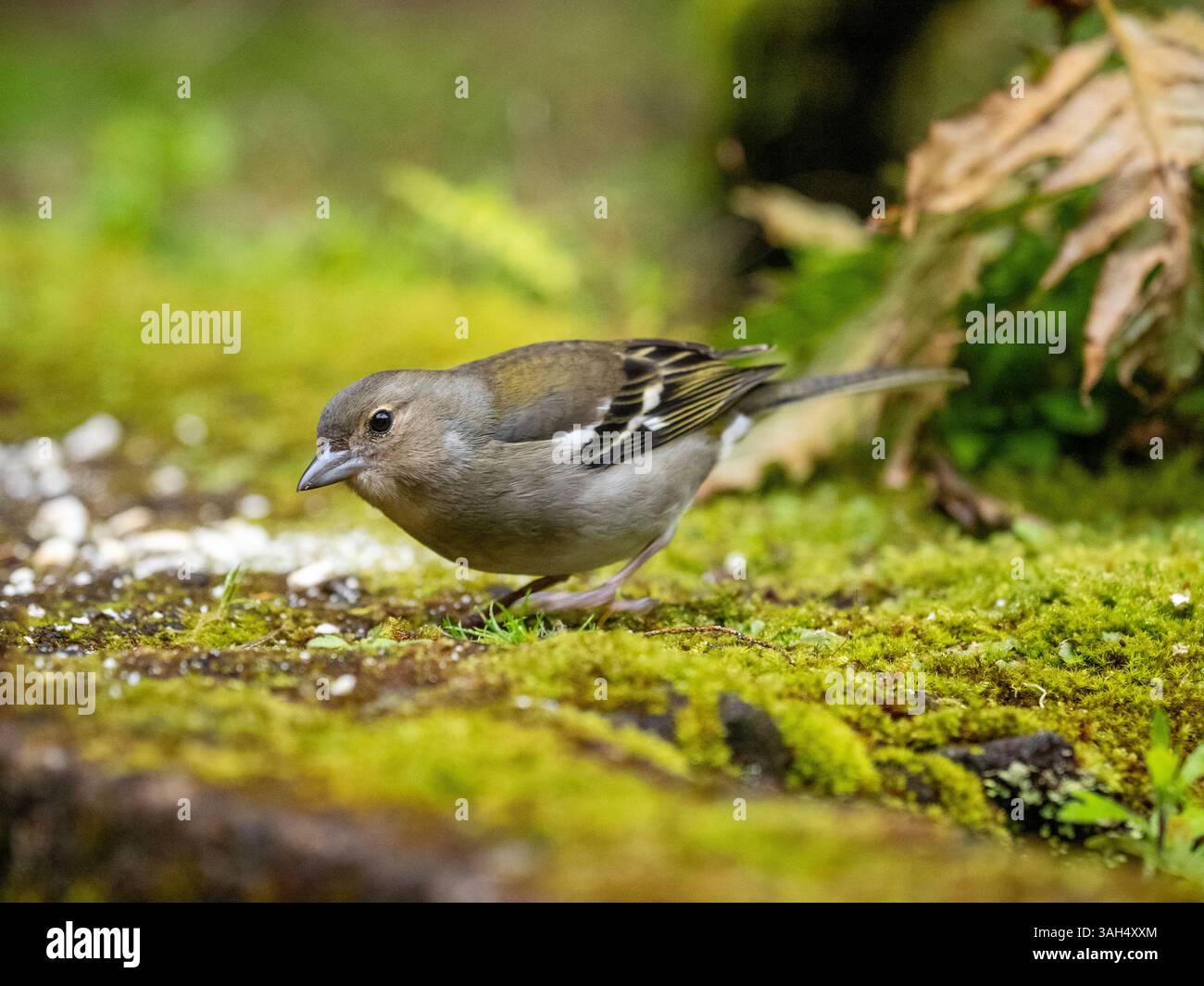 A female Madeiran Chaffinch, Fringilla maderensis in Laural Forest at ...