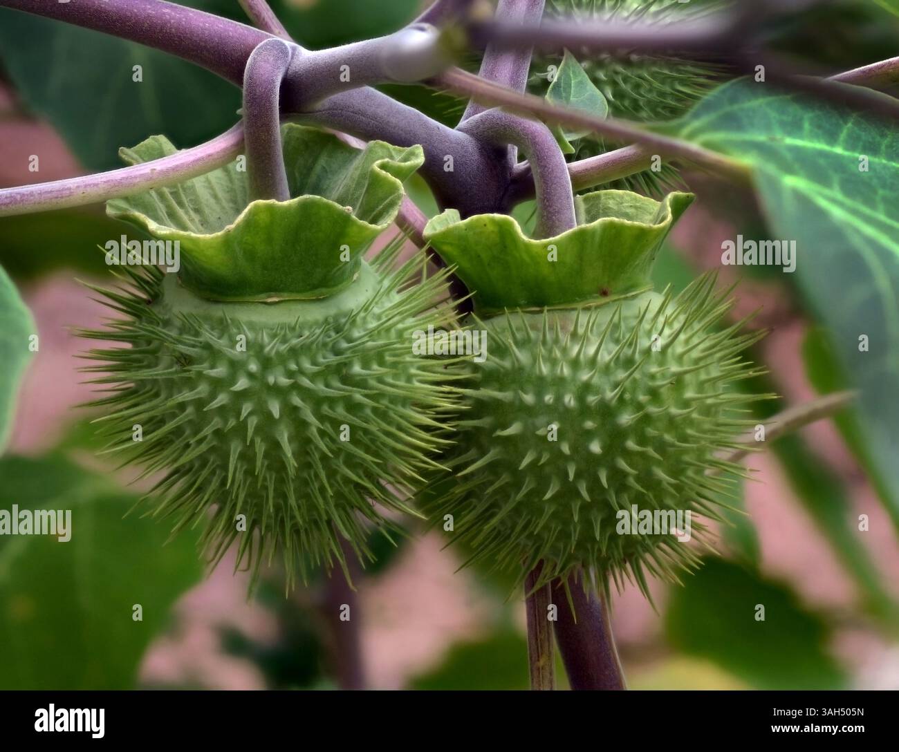 Serum pods hi-res stock photography and images - Alamy