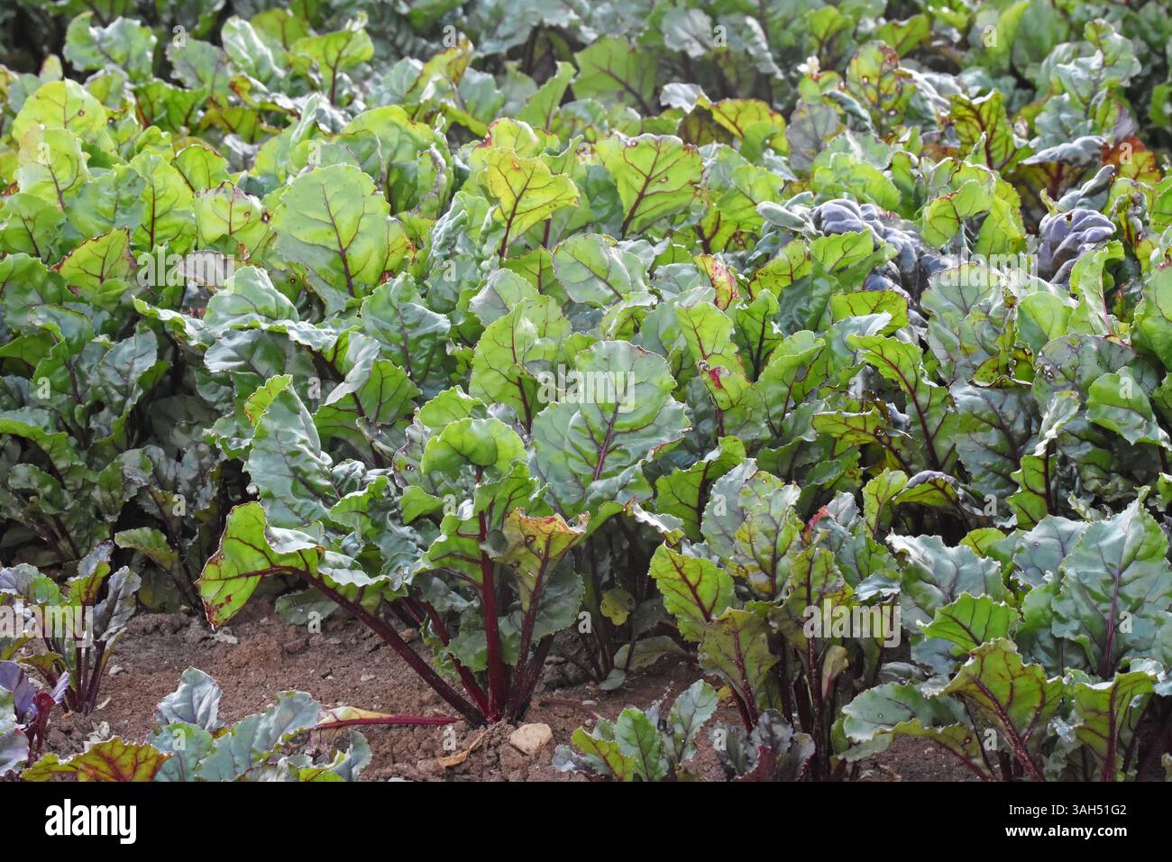 Field red beetroot in summer hi-res stock photography and images - Alamy