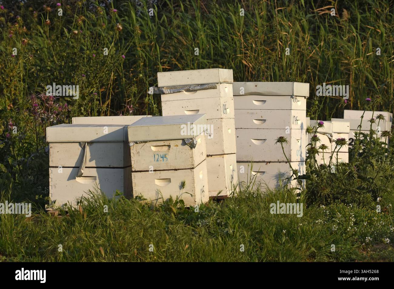 Bee hives, in bee yard in rural grassland Stock Photo - Alamy