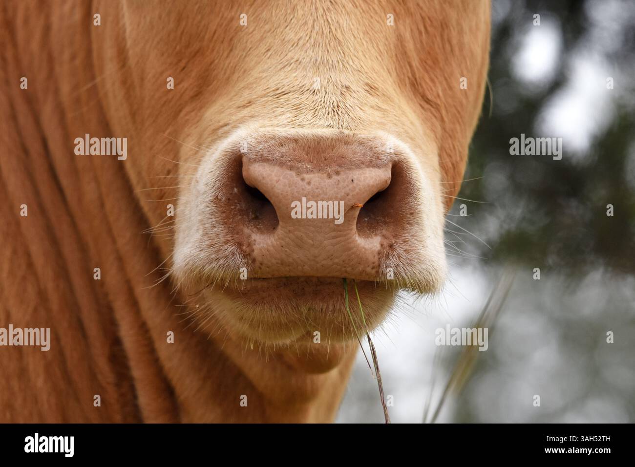 cow snout in close up Stock Photo - Alamy