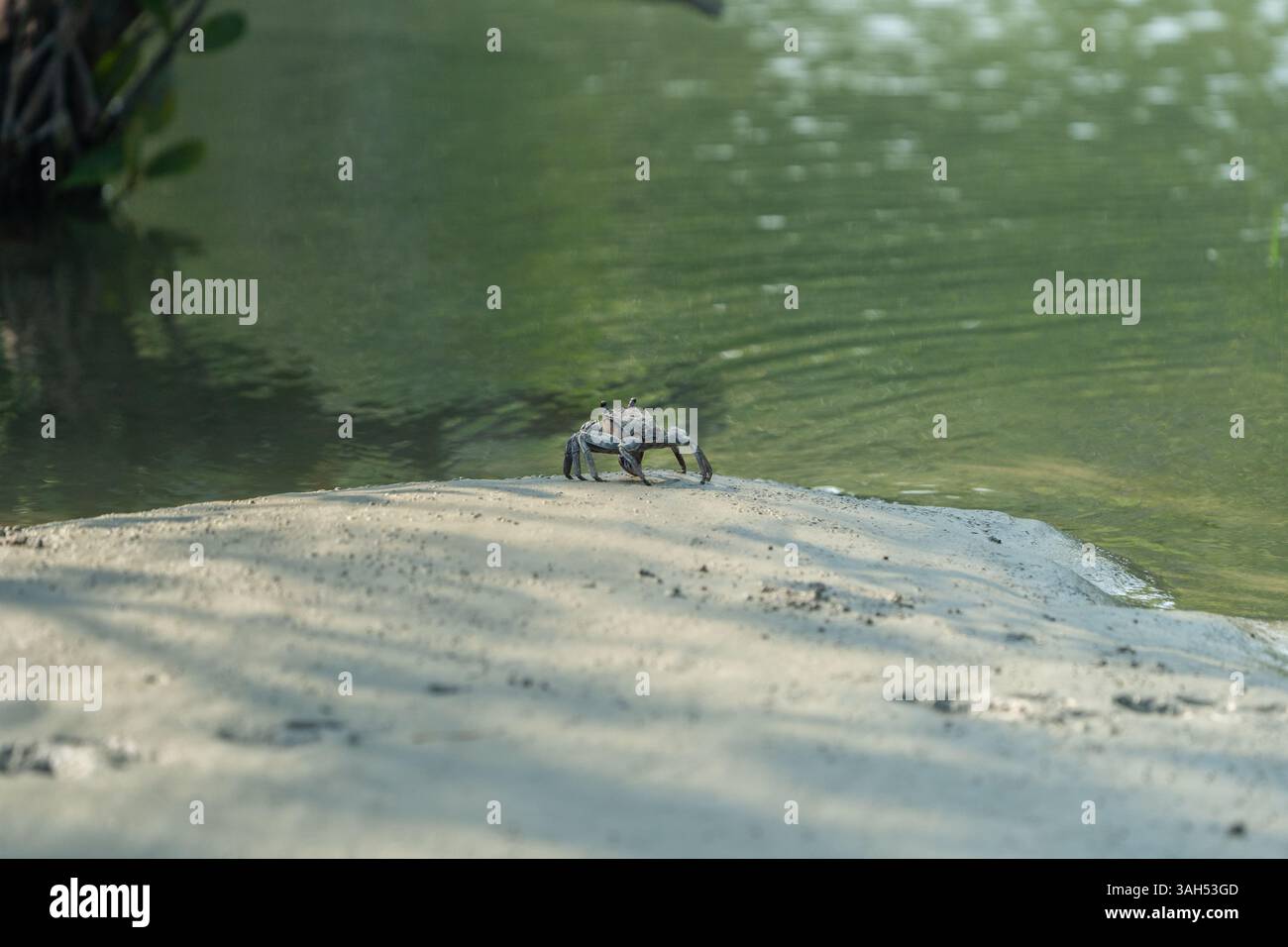 Claws in the mud, secrets in the tide — the mangrove crab guards its ...