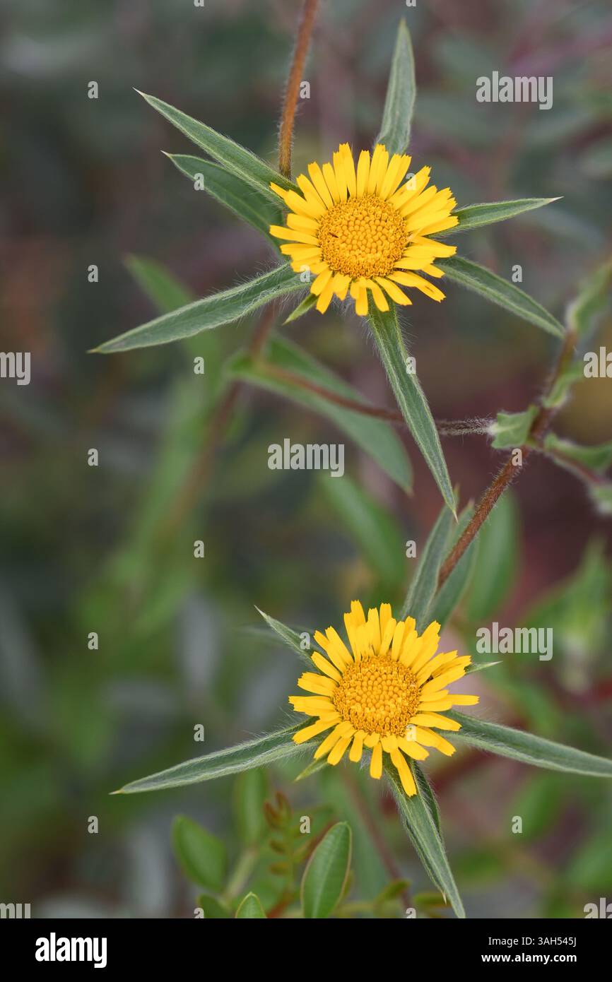 Motsit kotsanit hi-res stock photography and images - Alamy