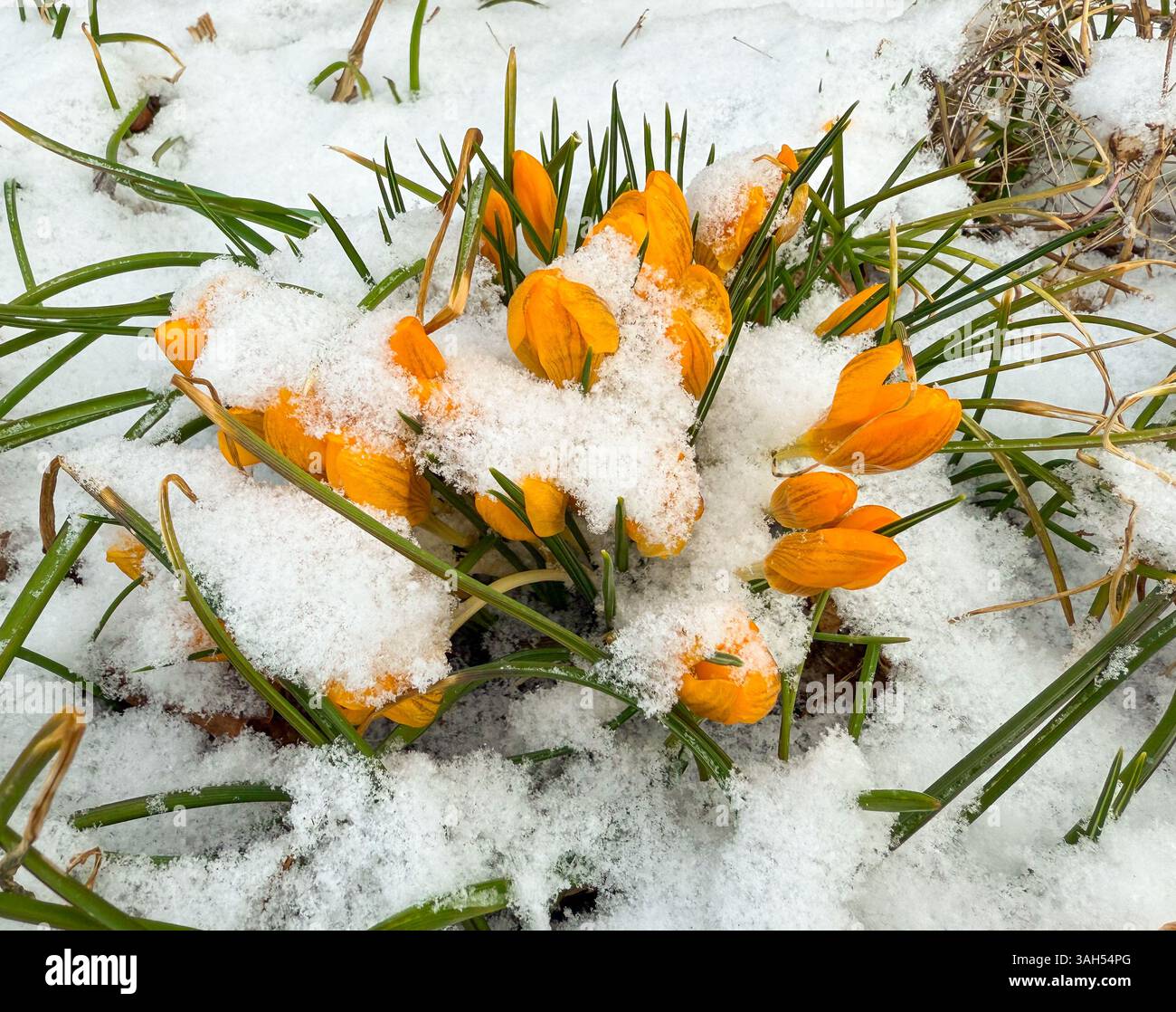 Yellow Crocus Covered in Snow Stock Photo - Alamy
