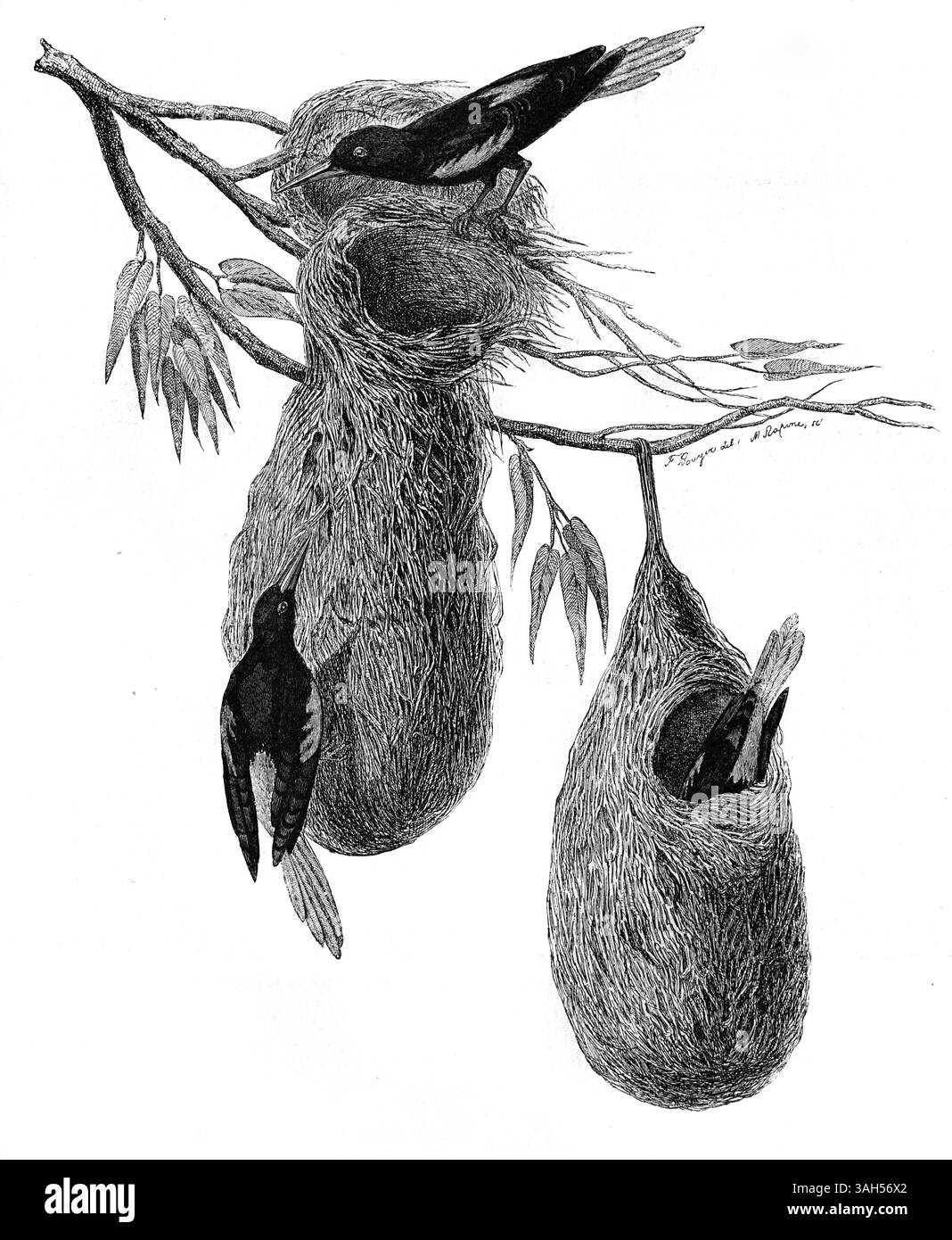 Hanging bird nests known hi-res stock photography and images - Alamy