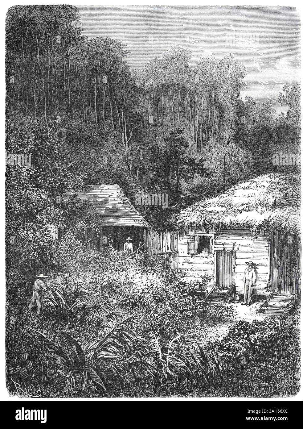 Vintage jungle illustration hi-res stock photography and images - Alamy