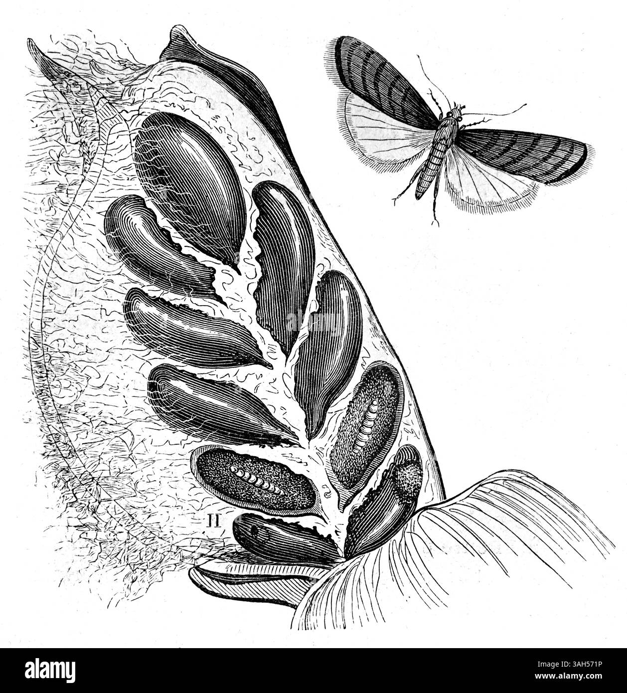 Fungus Moth or Tineid Moth, Tinea sata, whose larva attacks, grows ...