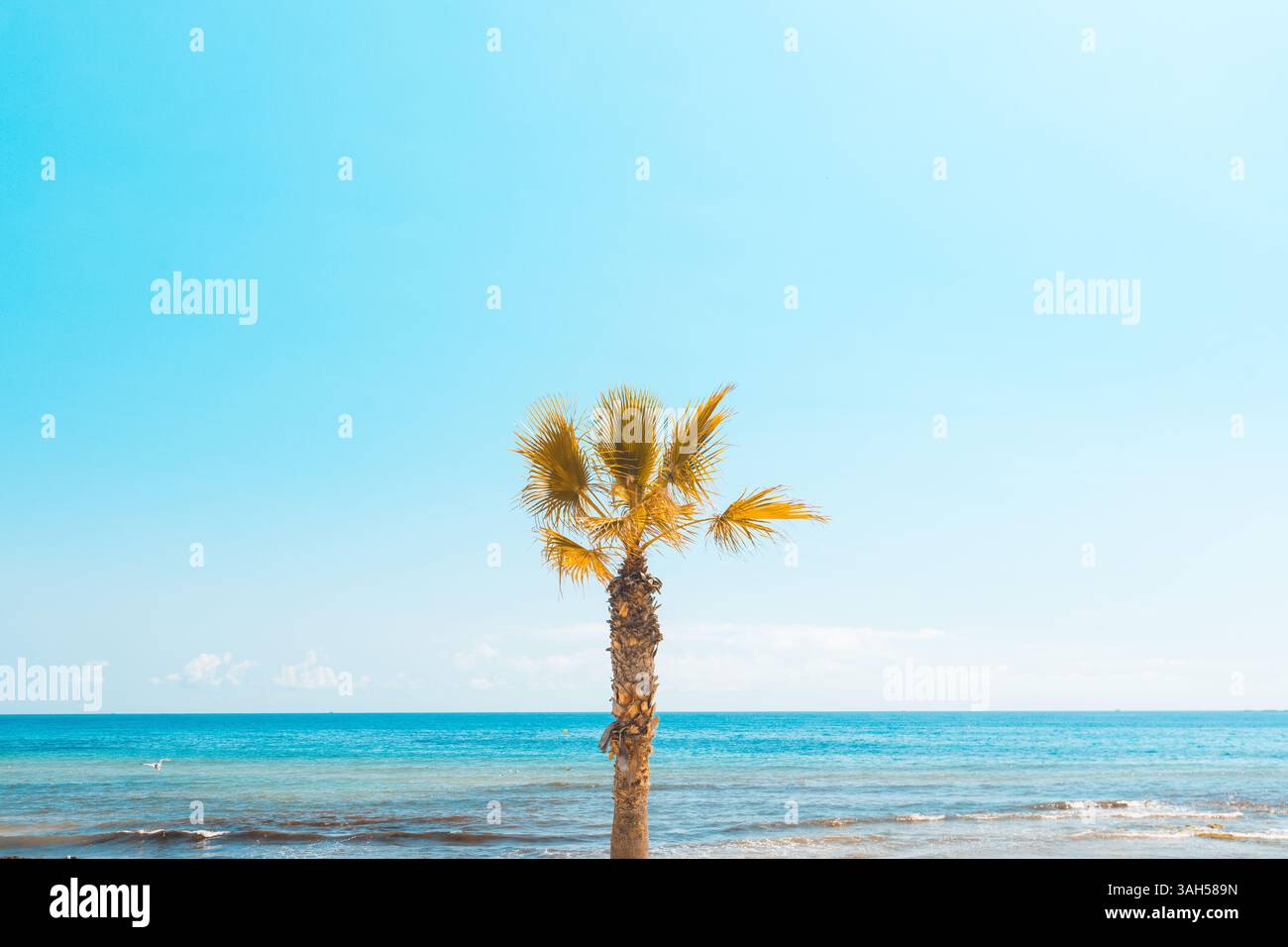 Lonely palm tree silhouette hi-res stock photography and images - Alamy