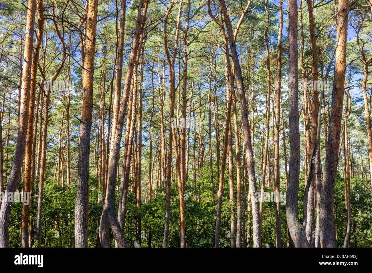 Conifers deciduous trees in hi-res stock photography and images - Alamy