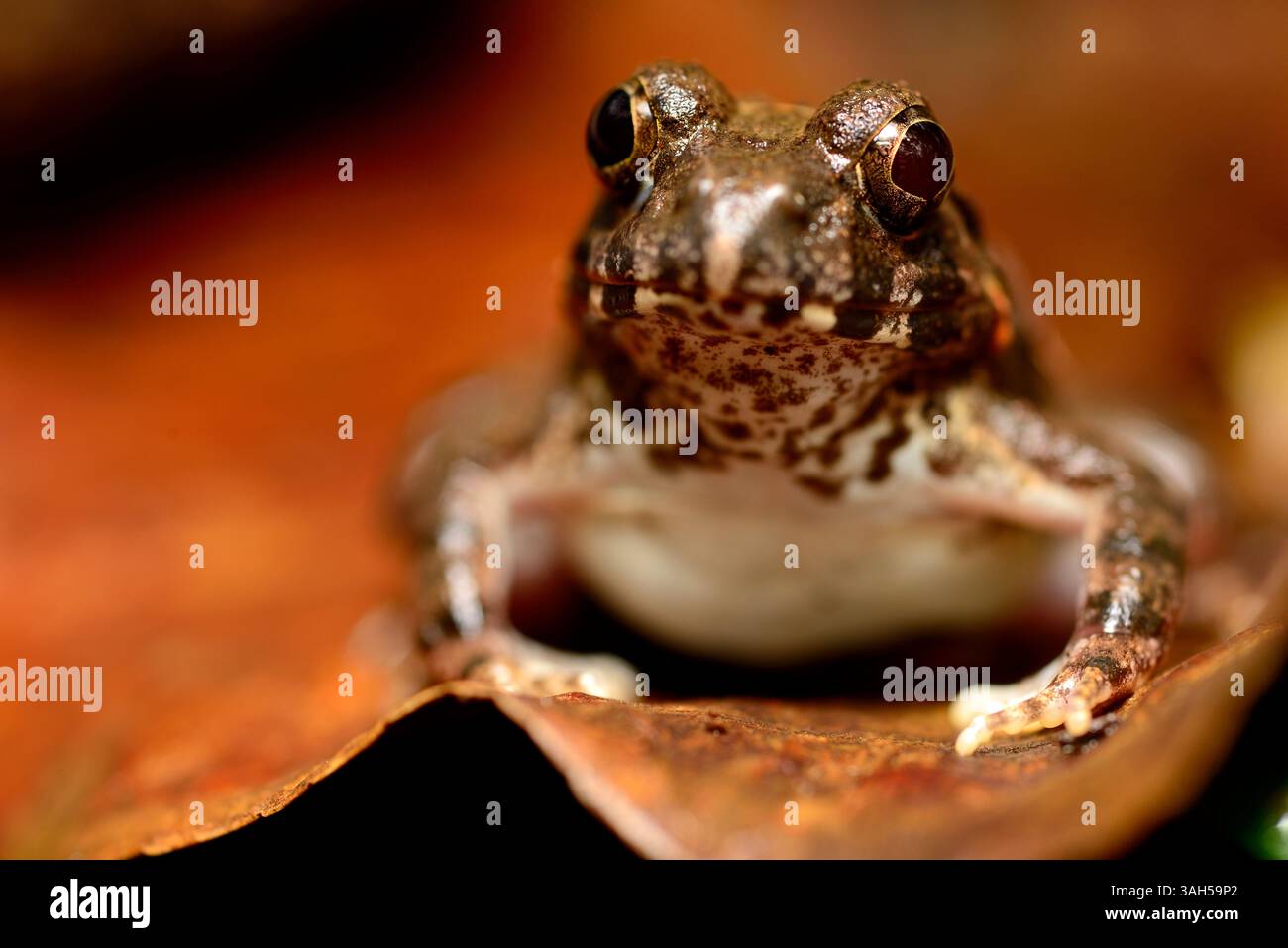 Sphaeroteca hi-res stock photography and images - Alamy