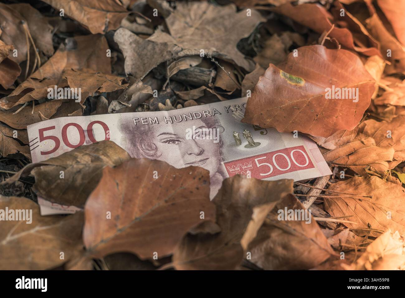Sweden money. 500 kronor banknote lying among fallen dry leaves ...