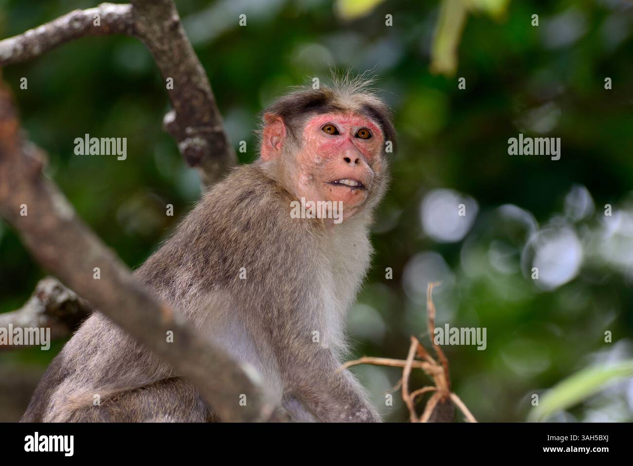 Macaque (Macaca radiata) of Chinnar, Kerala, India Stock Photo - Alamy