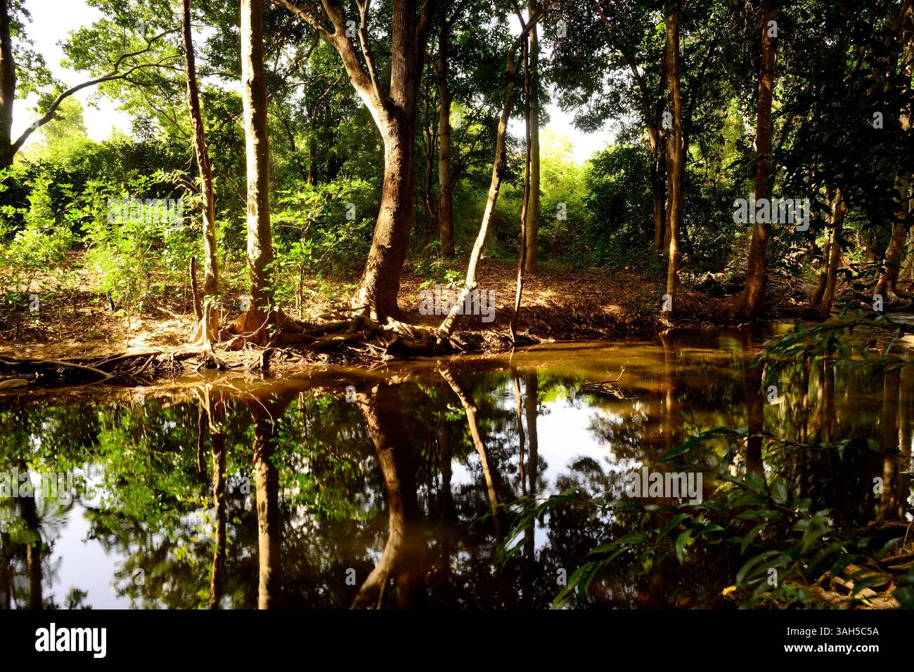 Landscape of Chinnar, Kerala, India Stock Photo - Alamy