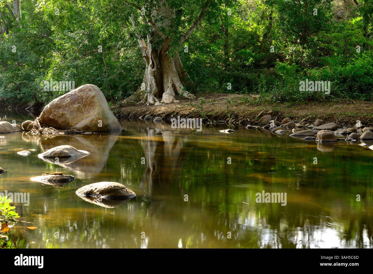 Landscape of Chinnar, Kerala, India Stock Photo - Alamy