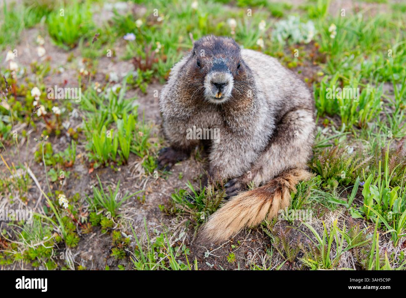 Rodent marmot animal. Marmot capybara. Marmot wild largest rodent ...