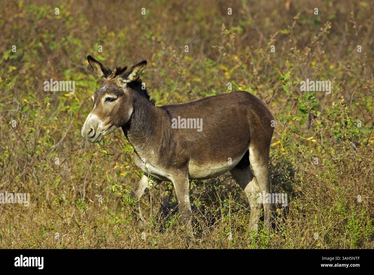March 4, 2006 - France - Domestic Donkey, Los Lianos in Venezuela ...