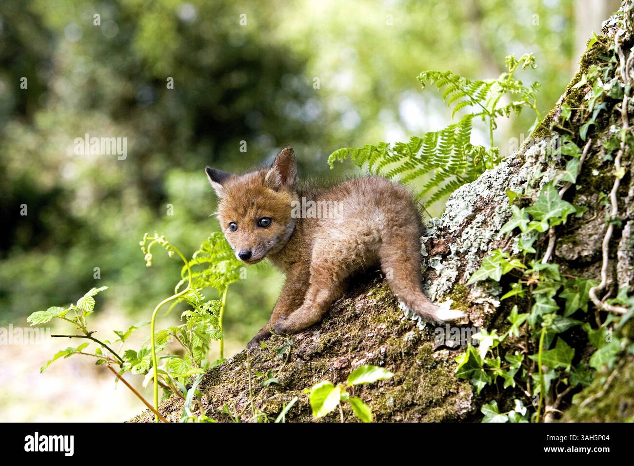 April 22, 2007 - RED FOX vulpes vulpes IN NORMANDY (Credit Image ...