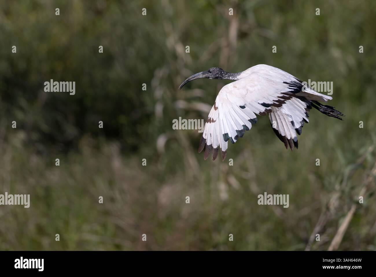 African sacred ibis in flight Stock Photo - Alamy
