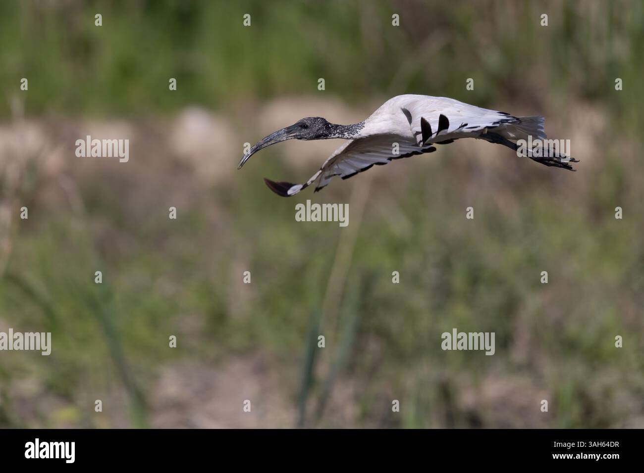 African sacred ibis in flight Stock Photo - Alamy